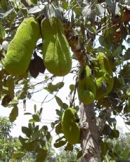 Jackfruit